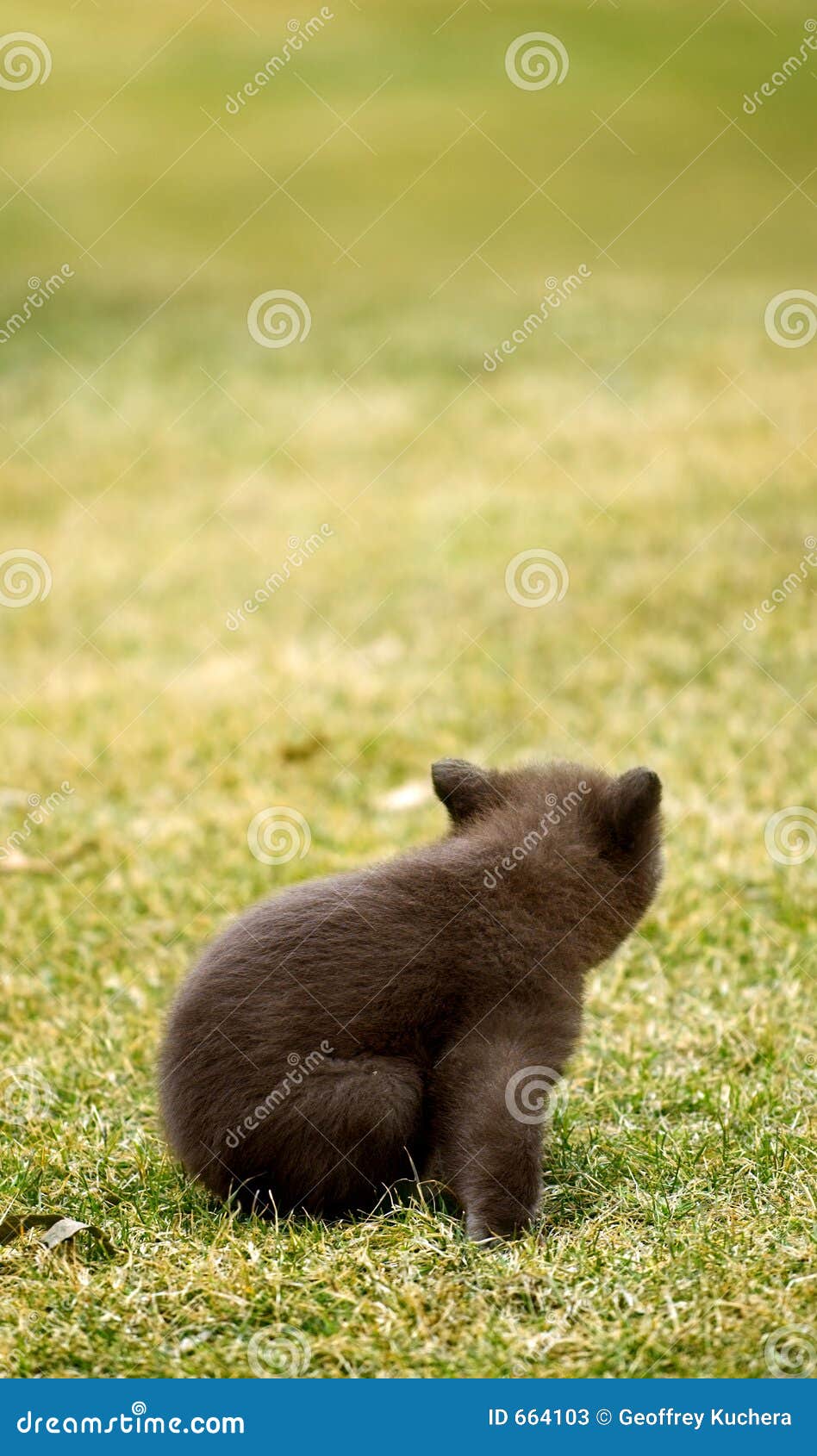Black Bear (Ursus Americanus) Cub Behind Stock Image - Image of furry ...