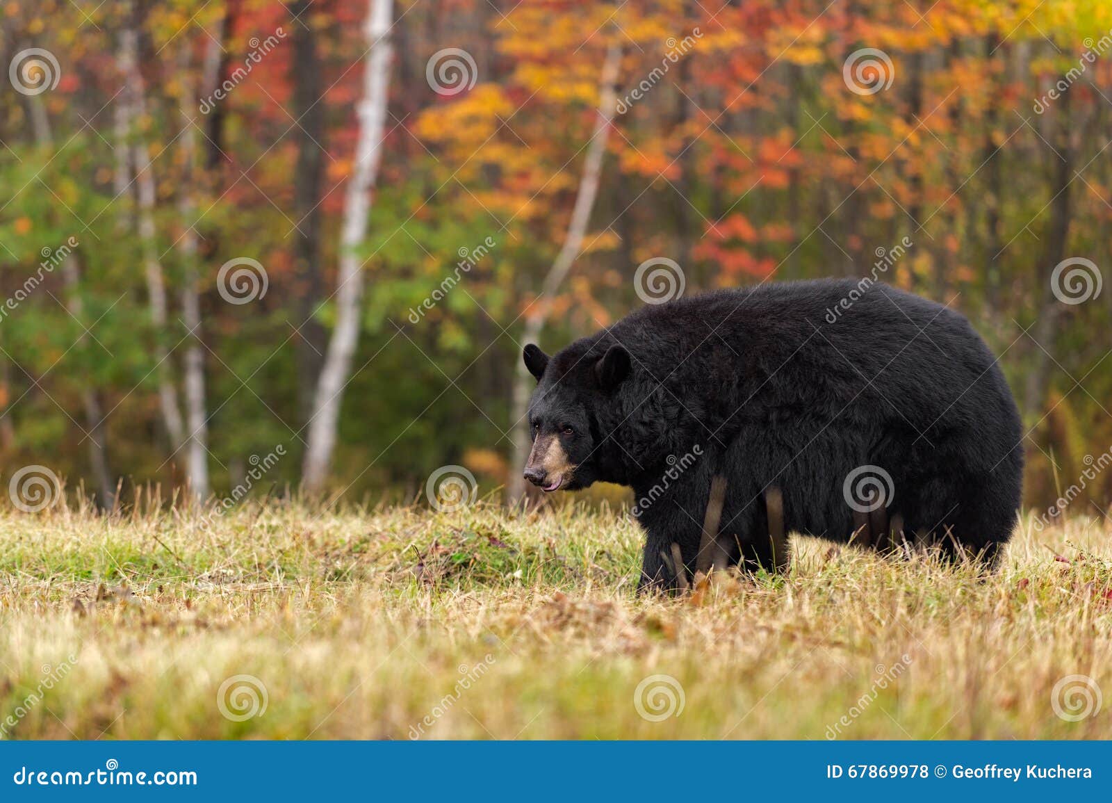 Black Bear (Ursus Americanus) Looking Left in Field Stock Photo - Image ...