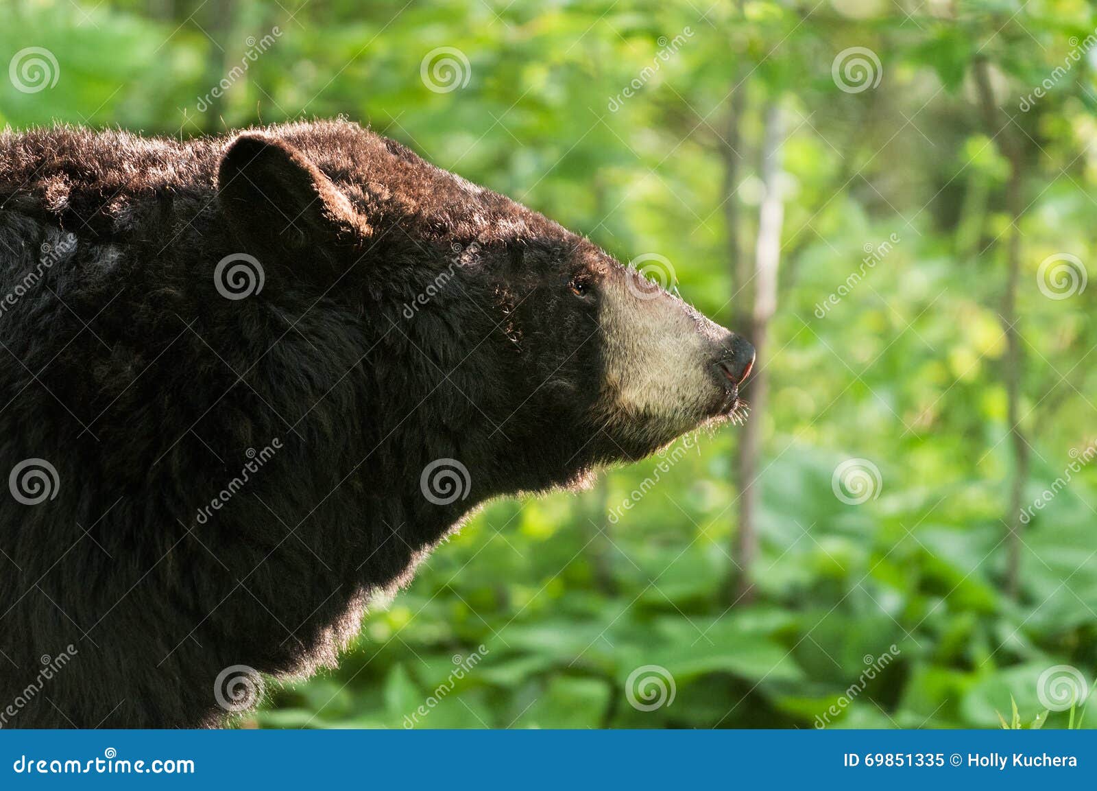 Black Bear (Ursus Americanus) Profile Backlit Stock Image - Image of ...
