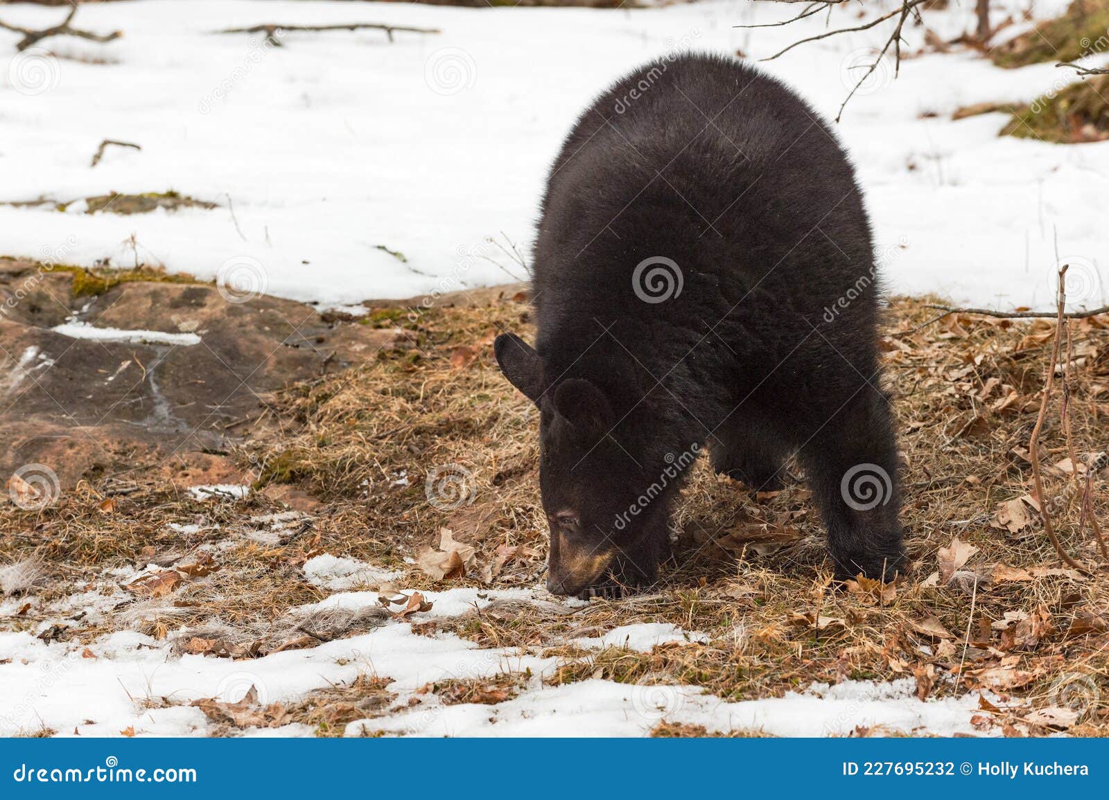 Black Bear Ursus Americanus Sniffs at Ground Winter Stock Photo - Image ...