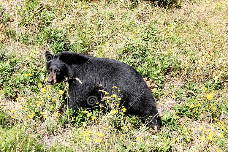 Black bear walking stock photo. Image of grass, colorado - 3974940