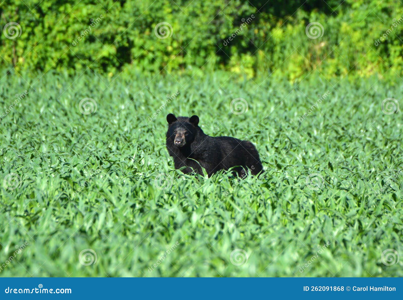 Bear Corn Field Stock Photos - Free & Royalty-Free Stock Photos from ...