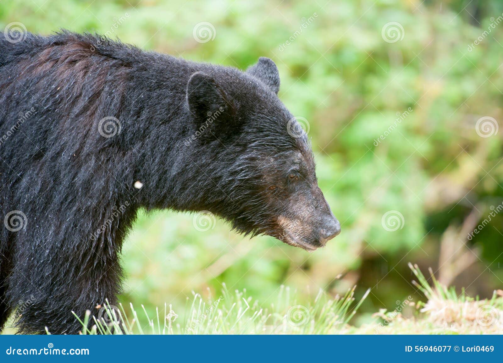Black Bear stock image. Image of mama, paws, food, black - 56946077