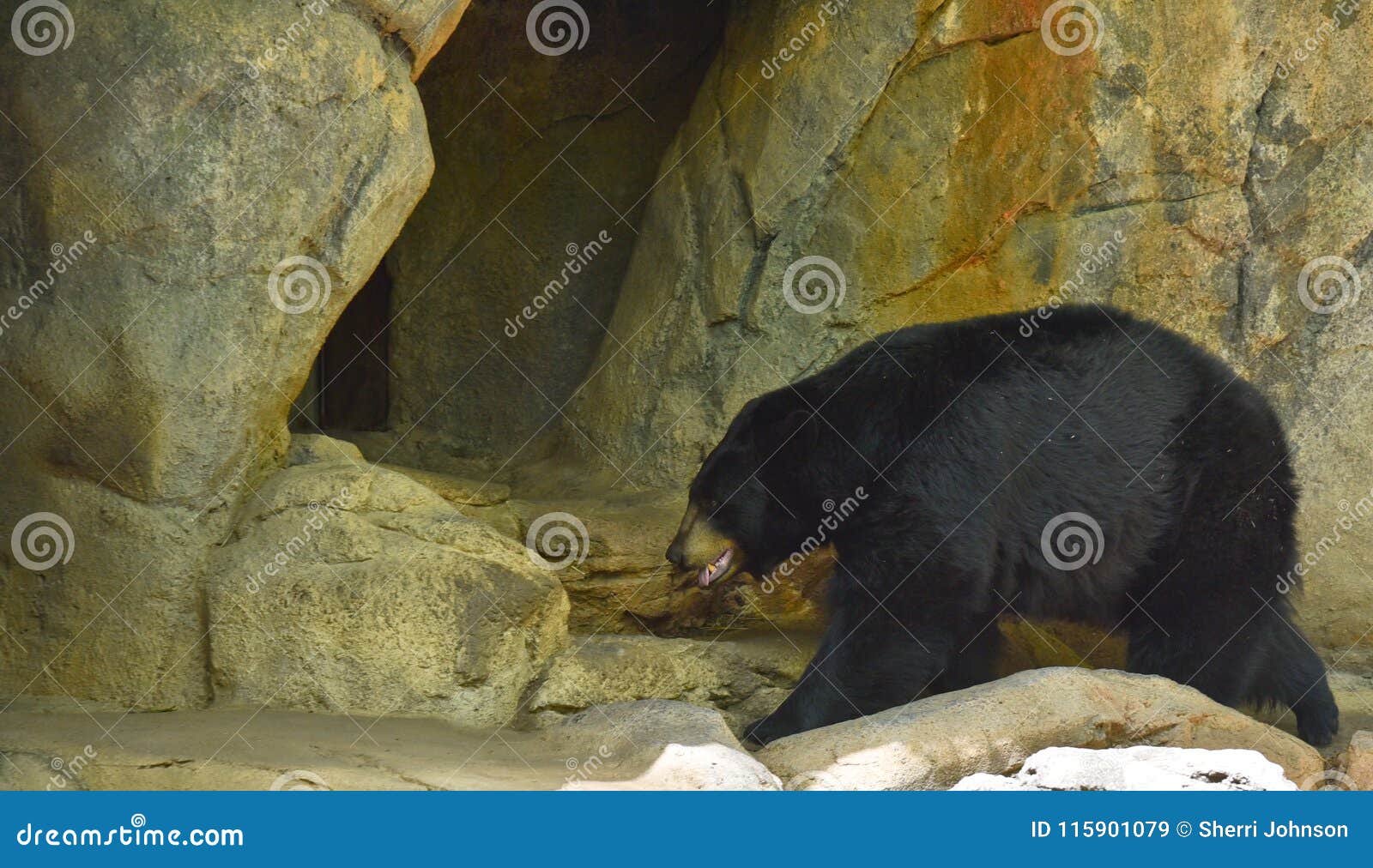 Black Bear Walking on Rocks Stock Image - Image of rocks, otter: 115901079