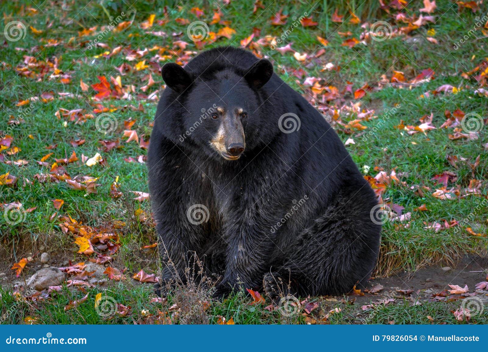 Black Bear Wondering in Quebec, Canada. Stock Photo - Image of ...