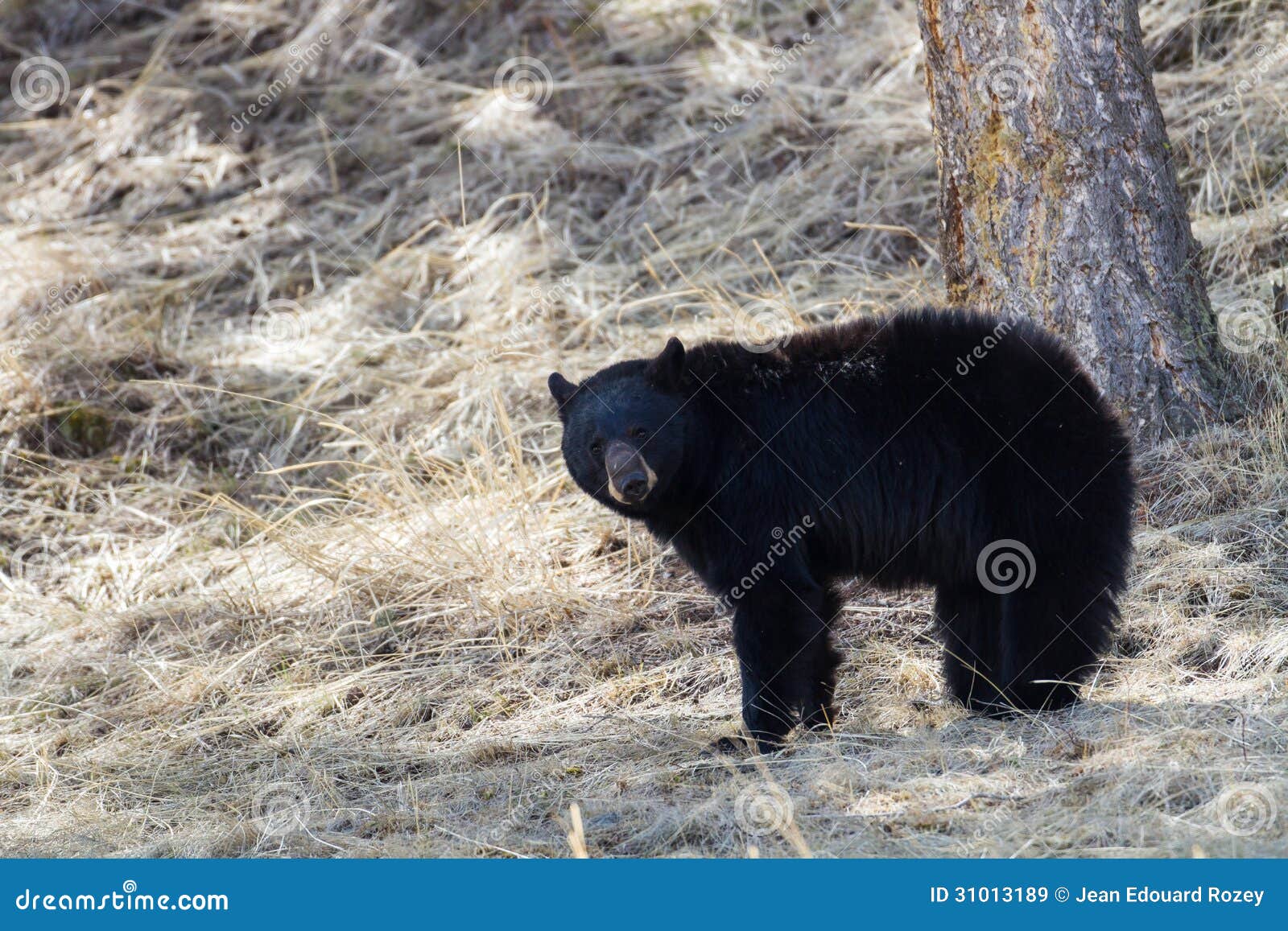 Black Bear stock image. Image of mammal, nature, yellowstone - 31013189