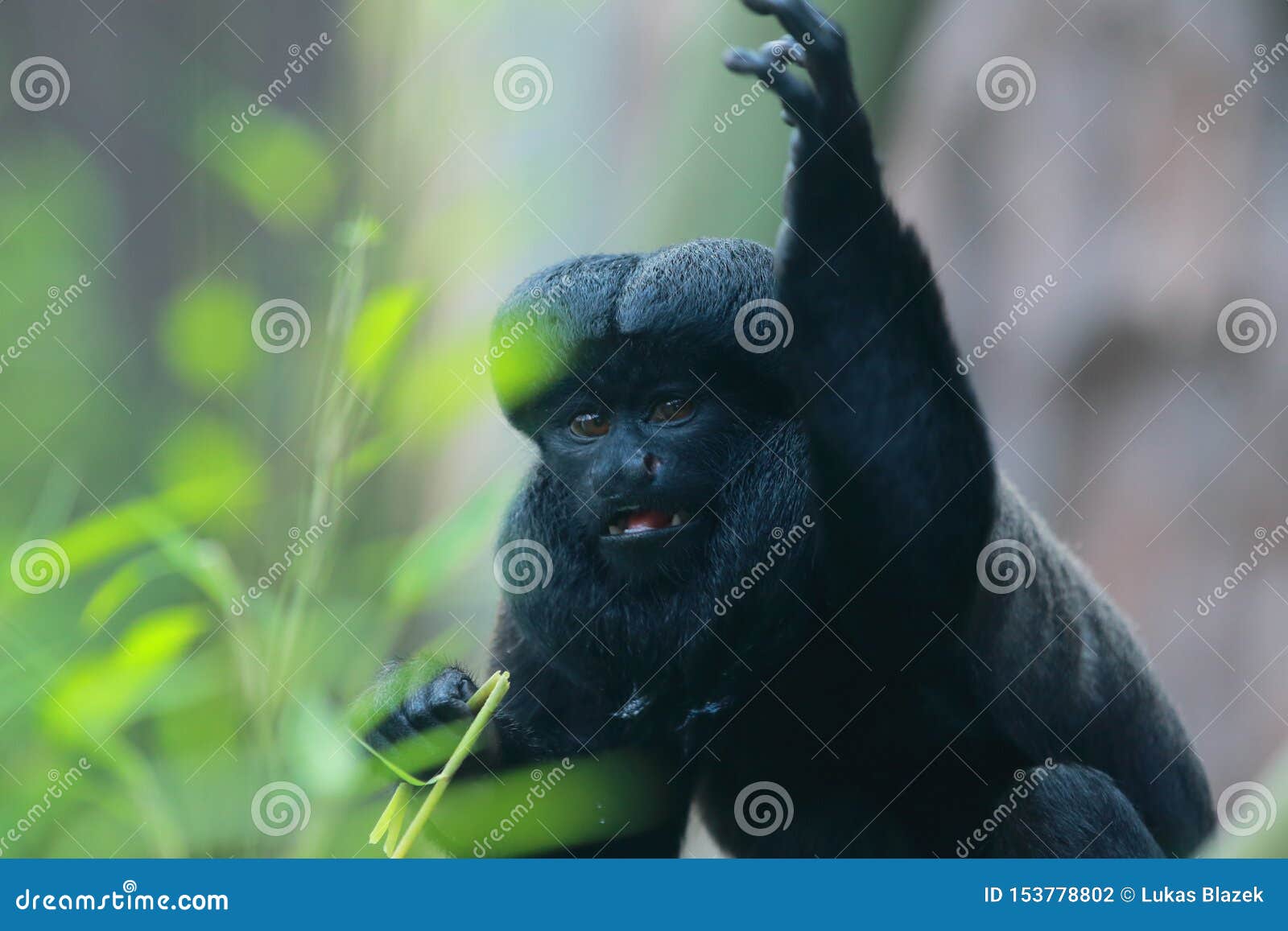 Black bearded saki stock photo. Image of satanas, nature - 153778802