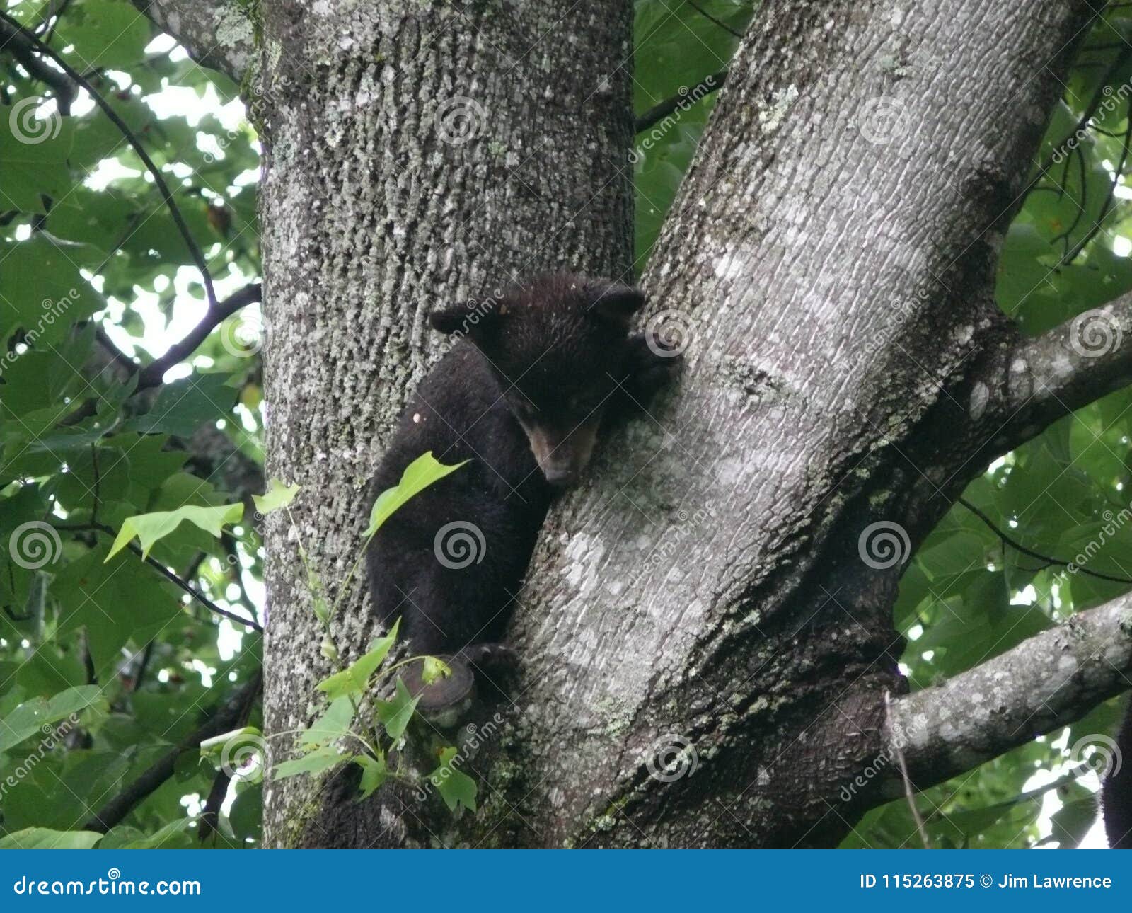 Black Bears in a Tree stock image. Image of bears, mountain - 115263875