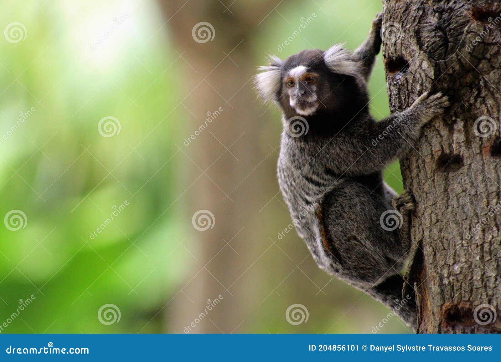 Brazilian Star Monkey Holding on a Tree Stock Image - Image of ...