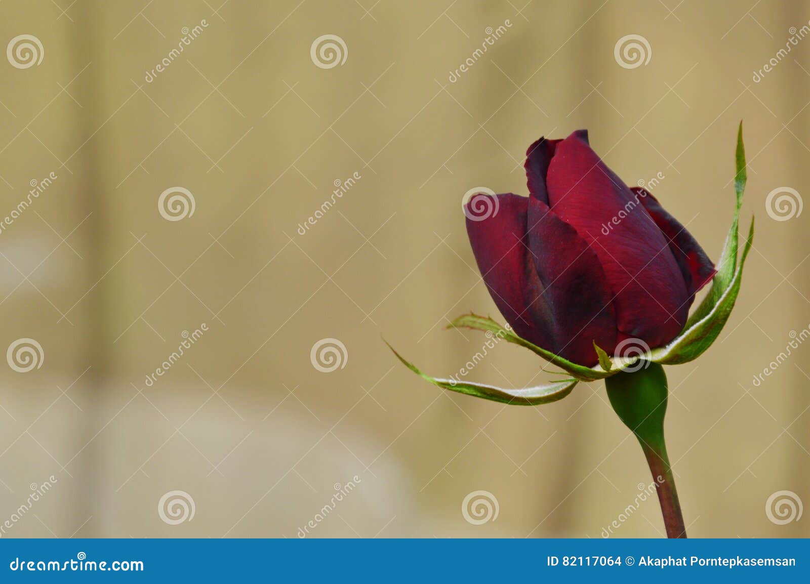 Black Beauty Rose Blooming in Garden Stock Photo - Image of blooming ...
