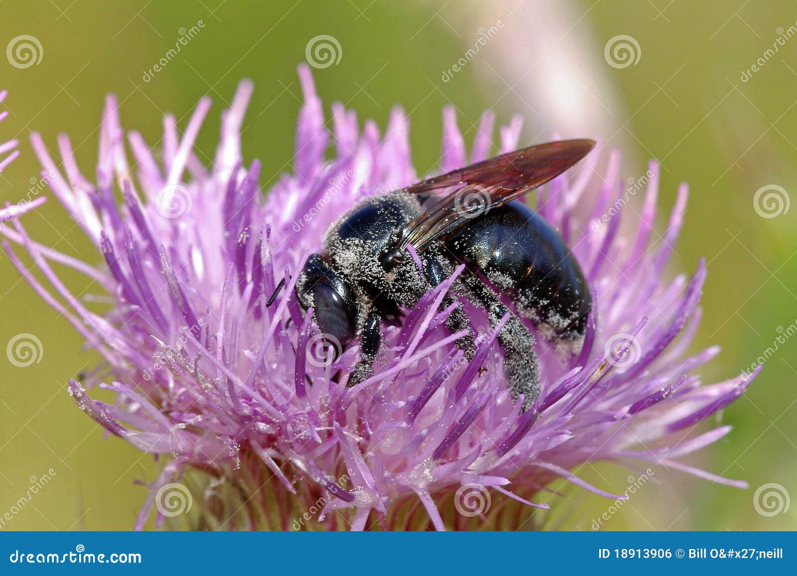 Black Bee stock photo. Image of flying, insect, pollination - 18913906