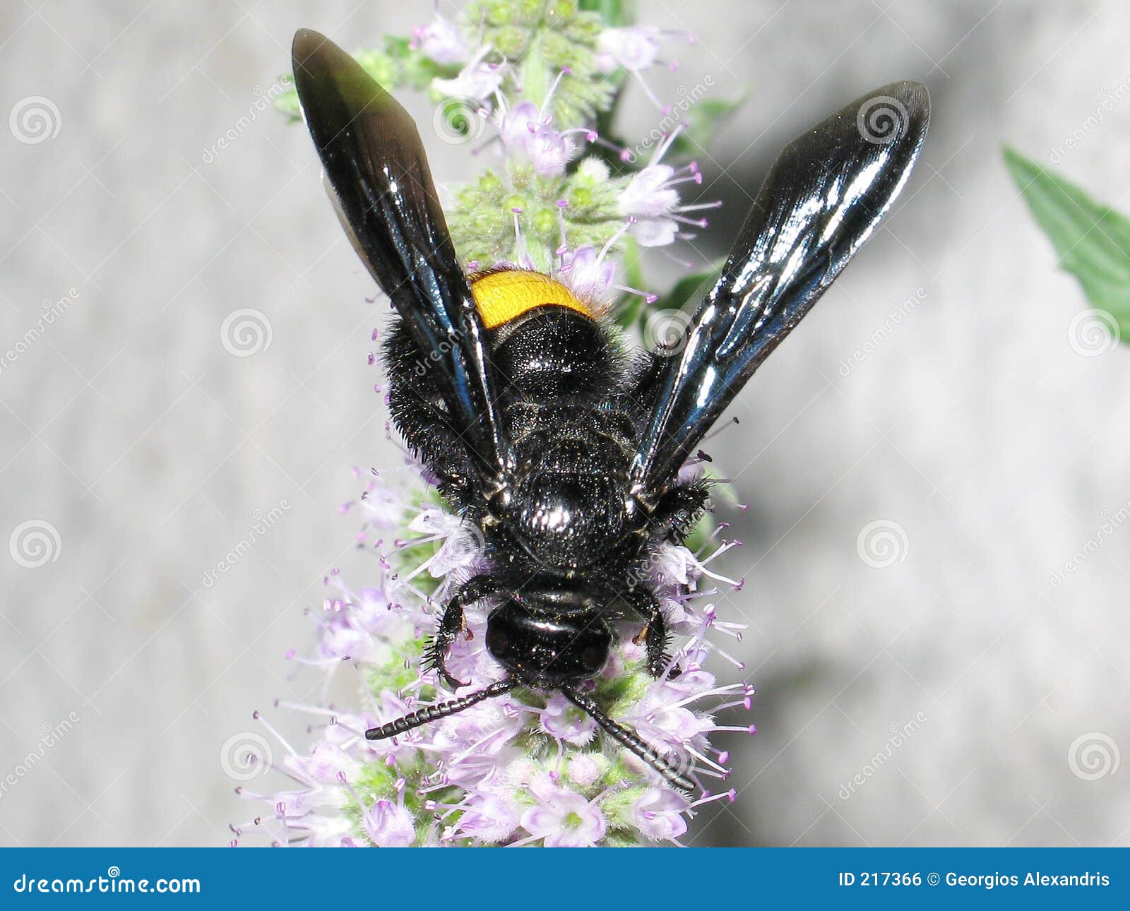 Black Bee Picture. Image: 217366