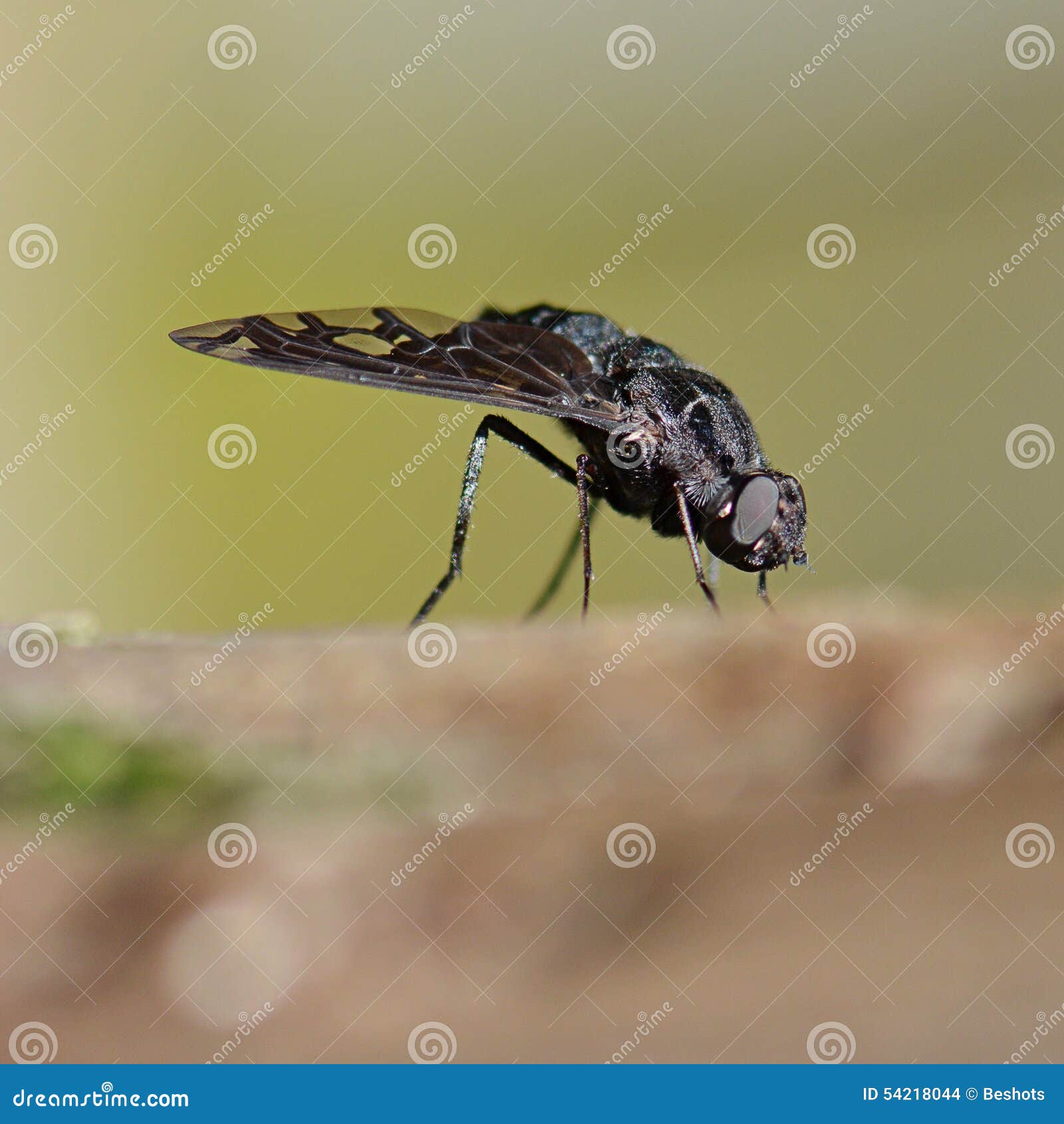Black bee fly insect macro stock photo. Image of wing - 54218044
