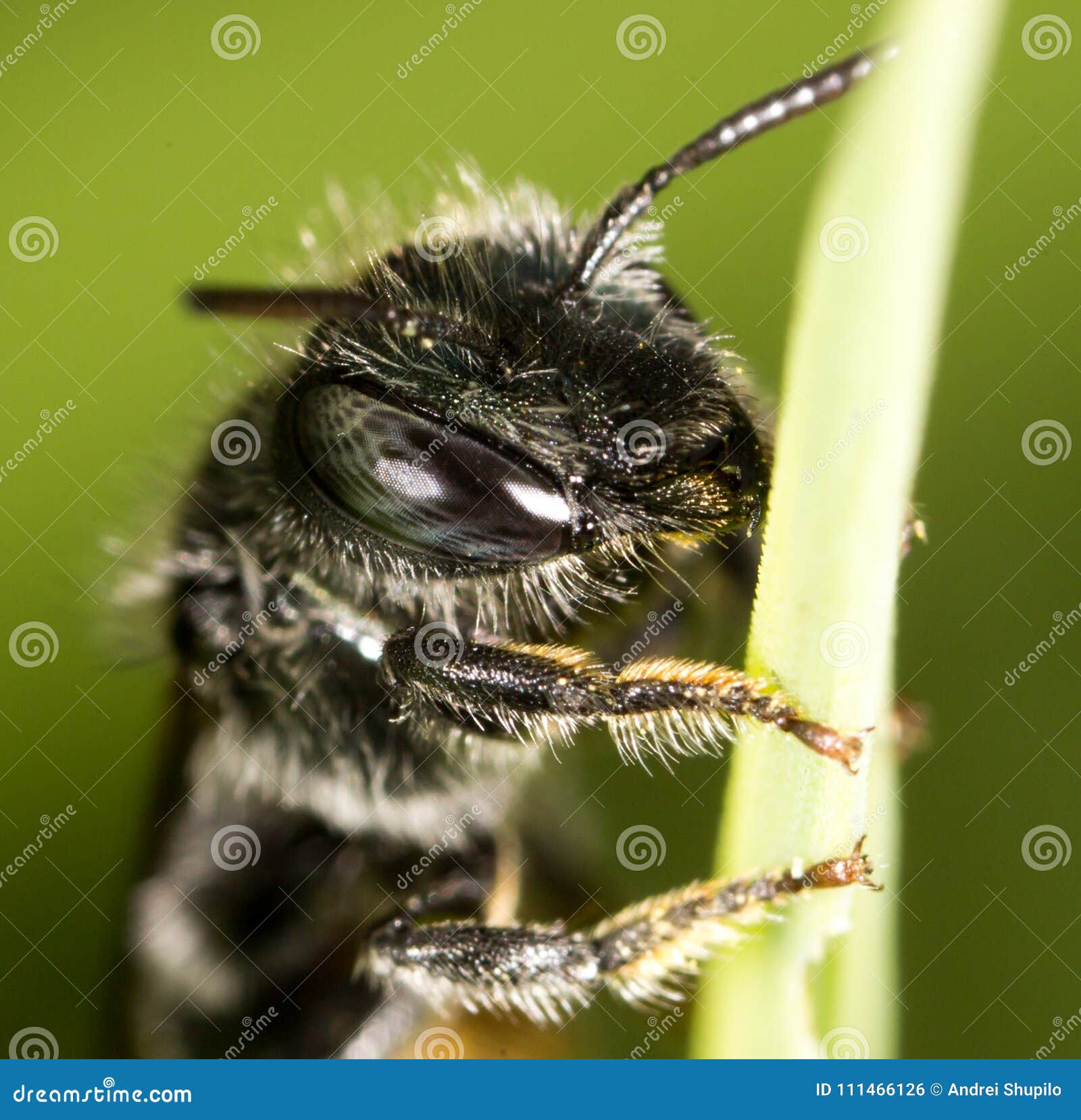 Black bee on nature. macro stock photo. Image of striped - 111466126