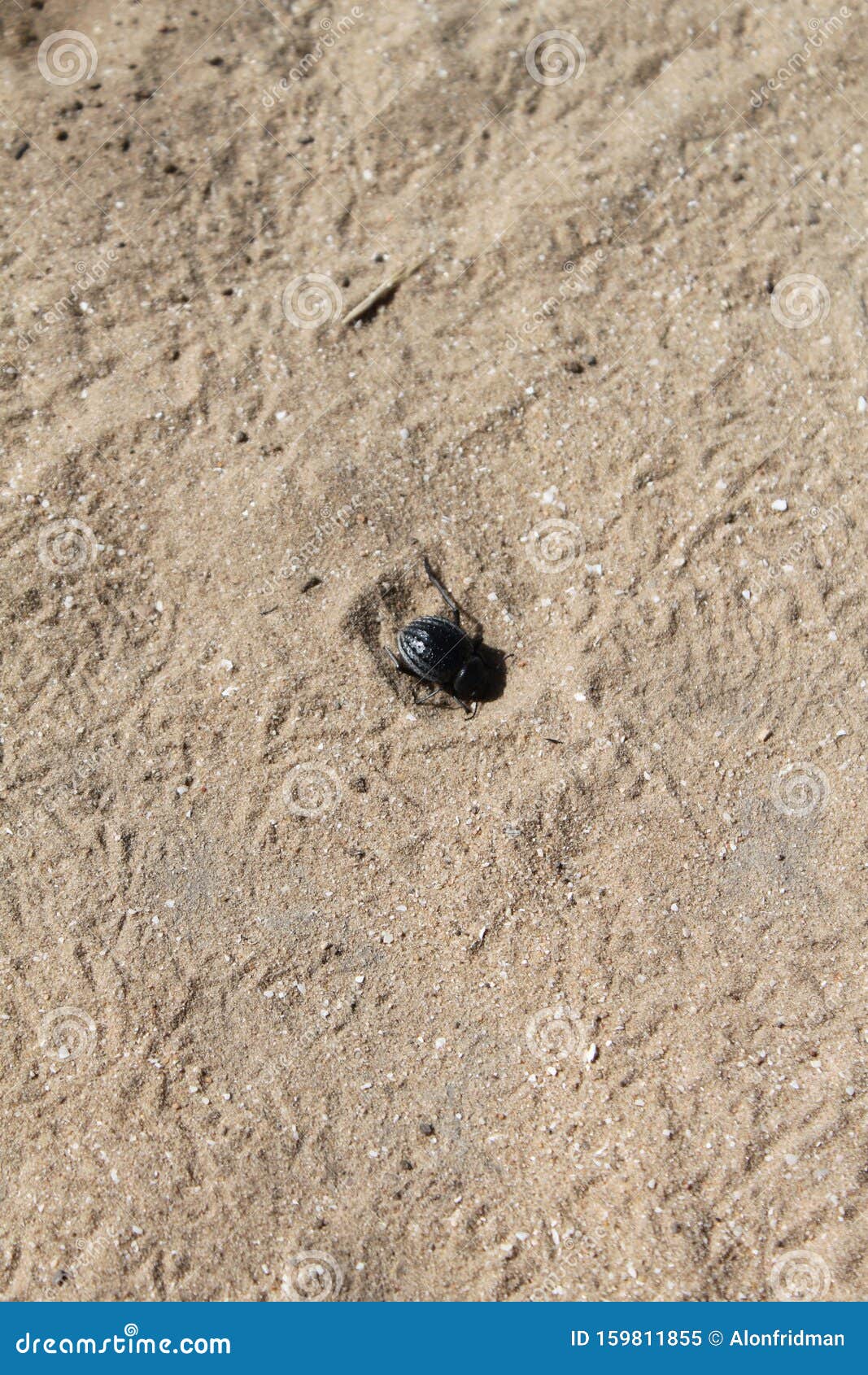 Black Beetle on the Beach Sand Background Stock Image - Image of nature ...