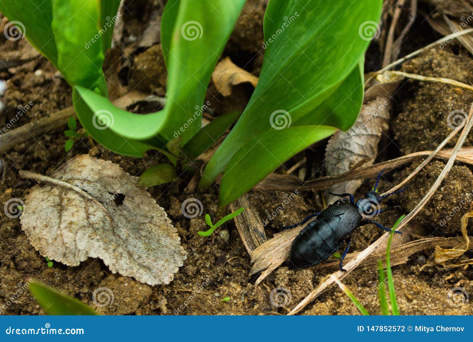 Shiny Black Beetle Close-up on the Ground Stock Photo - Image of ground ...
