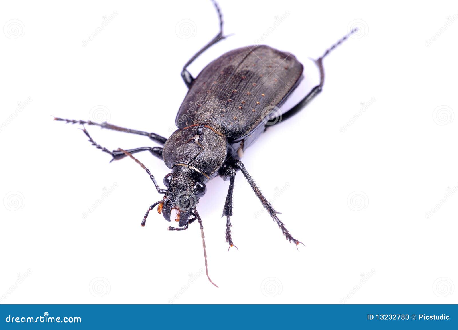 Black beetle closeup stock photo. Image of nature, animal - 13232780