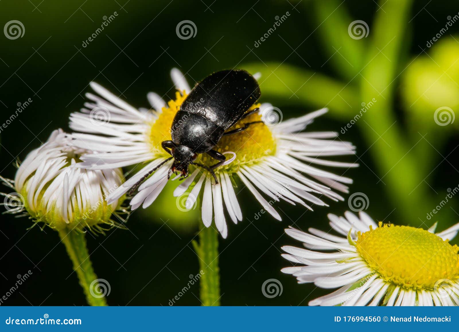 Black Beetle on a Daisy Meadow Stock Photo - Image of flower, color ...
