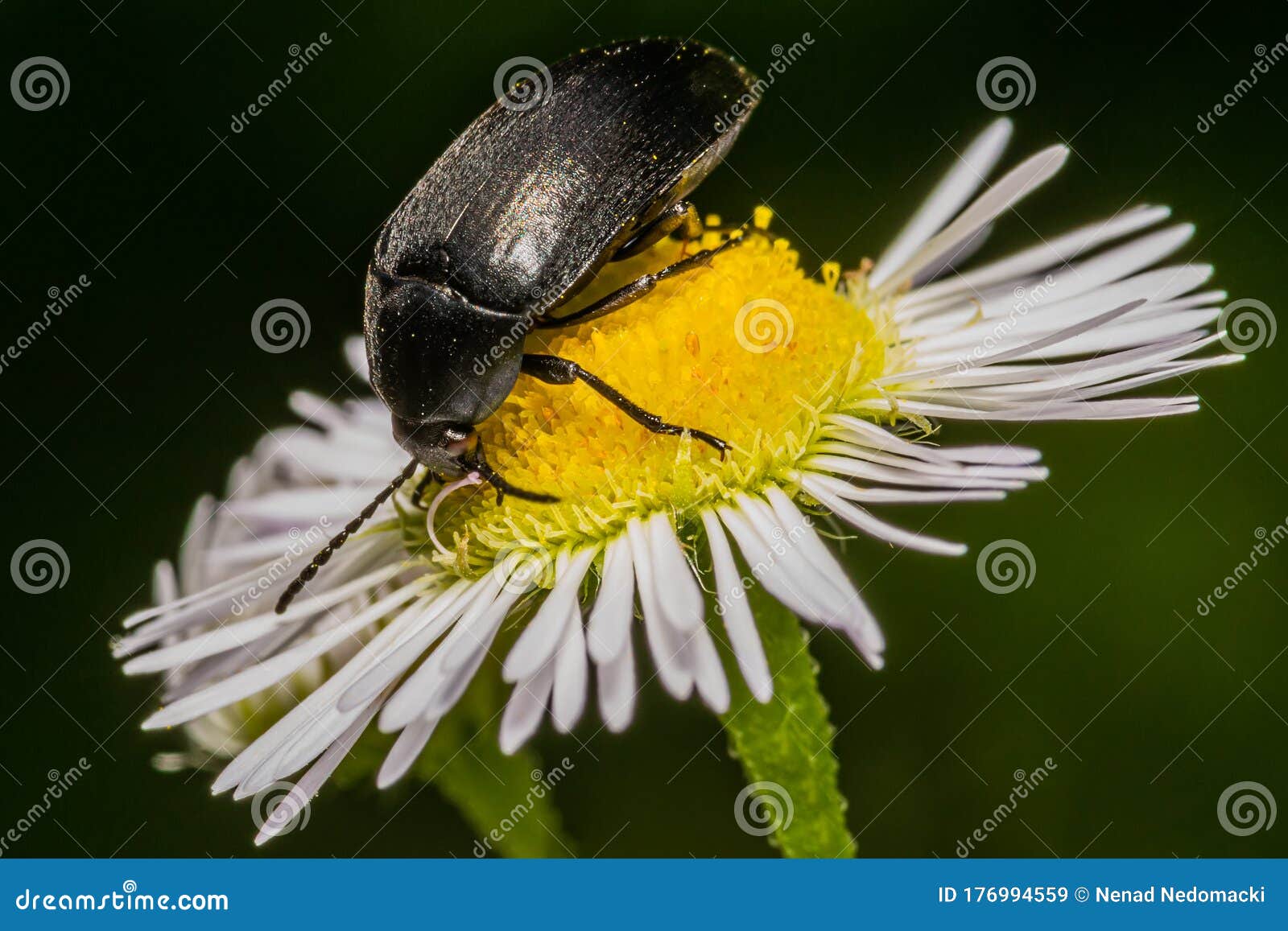 Black Beetle on a Daisy Meadow Stock Image - Image of extreme, leaf ...