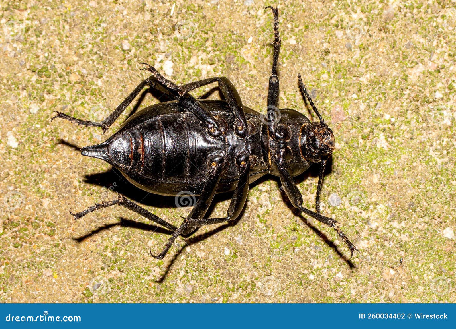 Black Beetle Dead in the Ground. Blaps Beetle Stock Photo - Image of ...