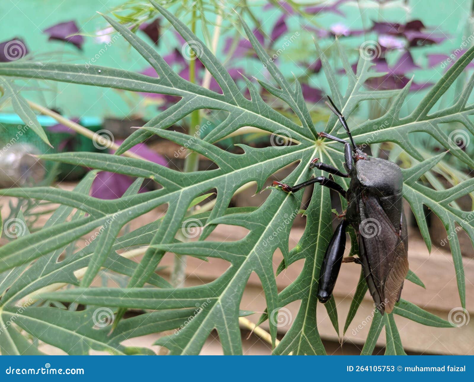 Black Beetle that is Dead but Looks Alive Stock Image - Image of alive ...