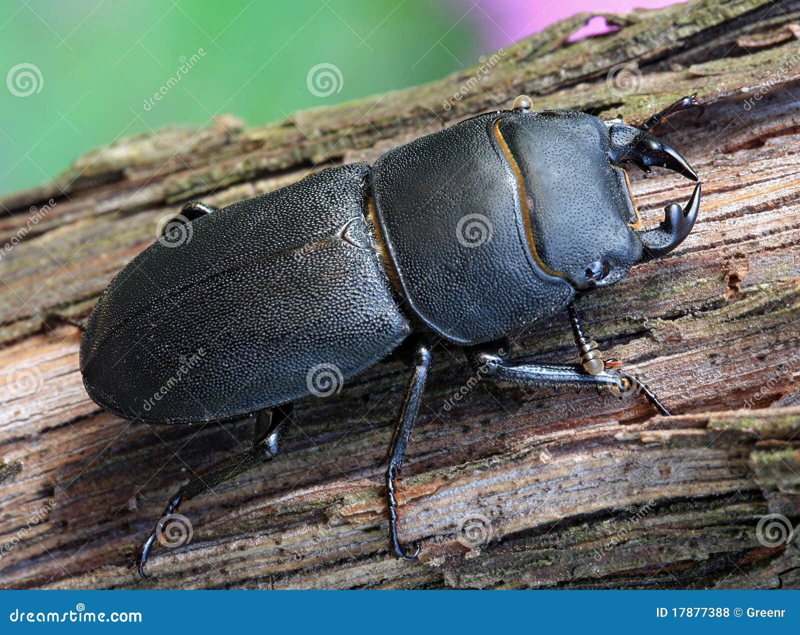 Black Beetle (Dorcus Parallelipipedus) Stock Photo - Image of black ...