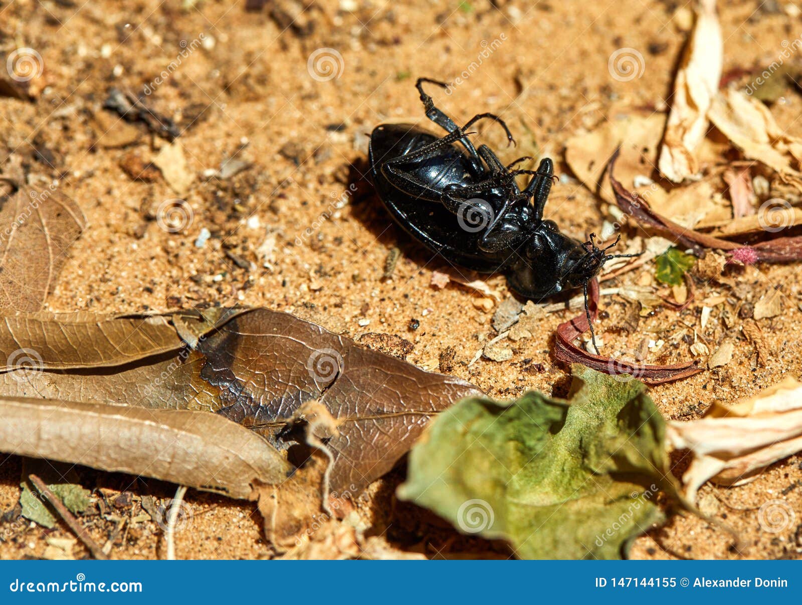 Black Beetle, Flipped on Its Back, Lying on the Ground Stock Image ...