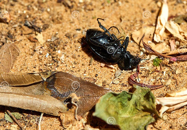 Black Beetle, Flipped on Its Back, Lying on the Ground Stock Image ...
