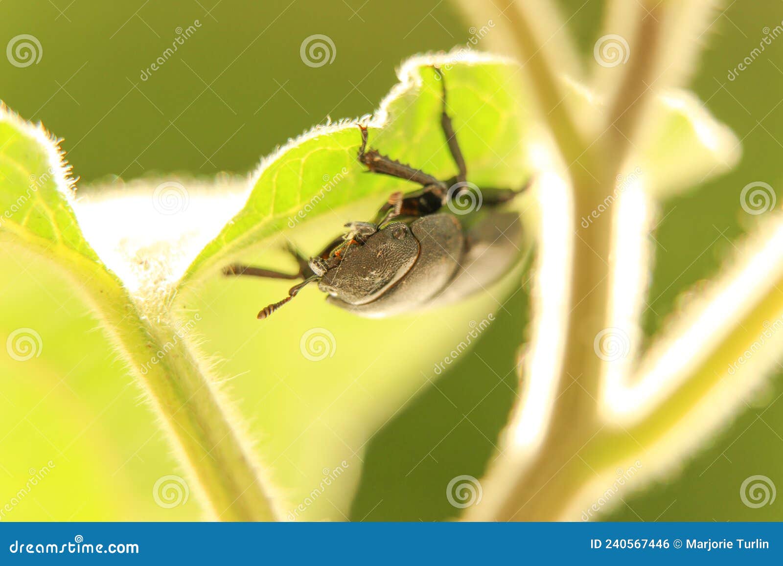 A Black Beetle Hiding Under a Leaf Stock Photo - Image of insect ...
