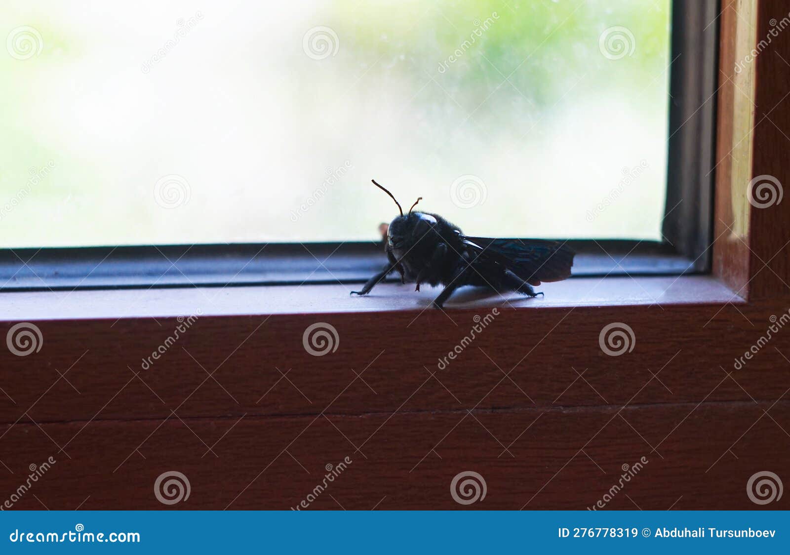 A Black Beetle on a House Window Stock Image - Image of green, design ...