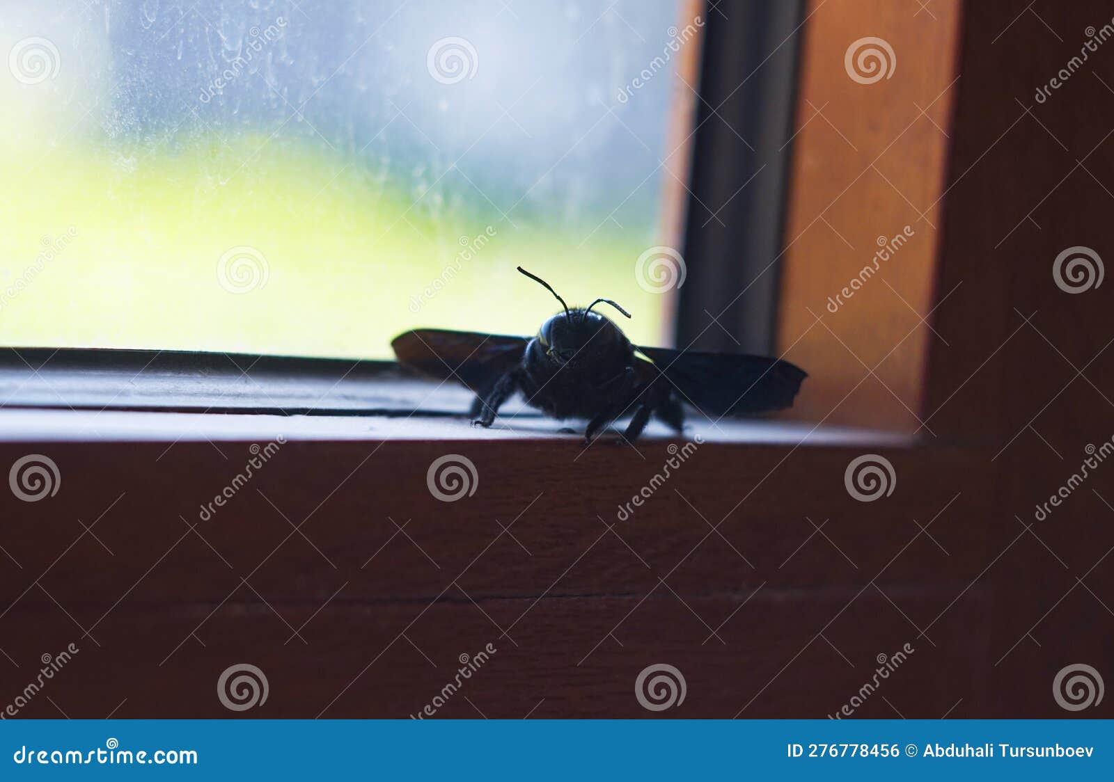 A Black Beetle on a House Window Stock Photo - Image of sitting, black ...