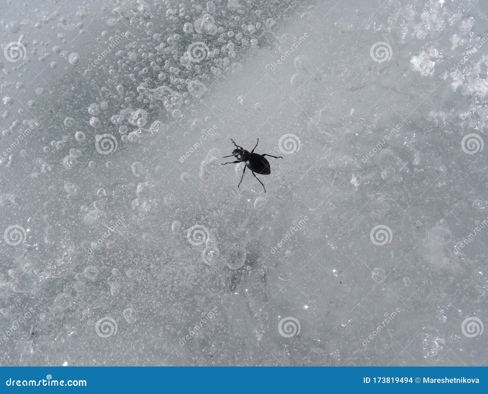Black beetle on ice stock photo. Image of wildlife, transparent - 173819494