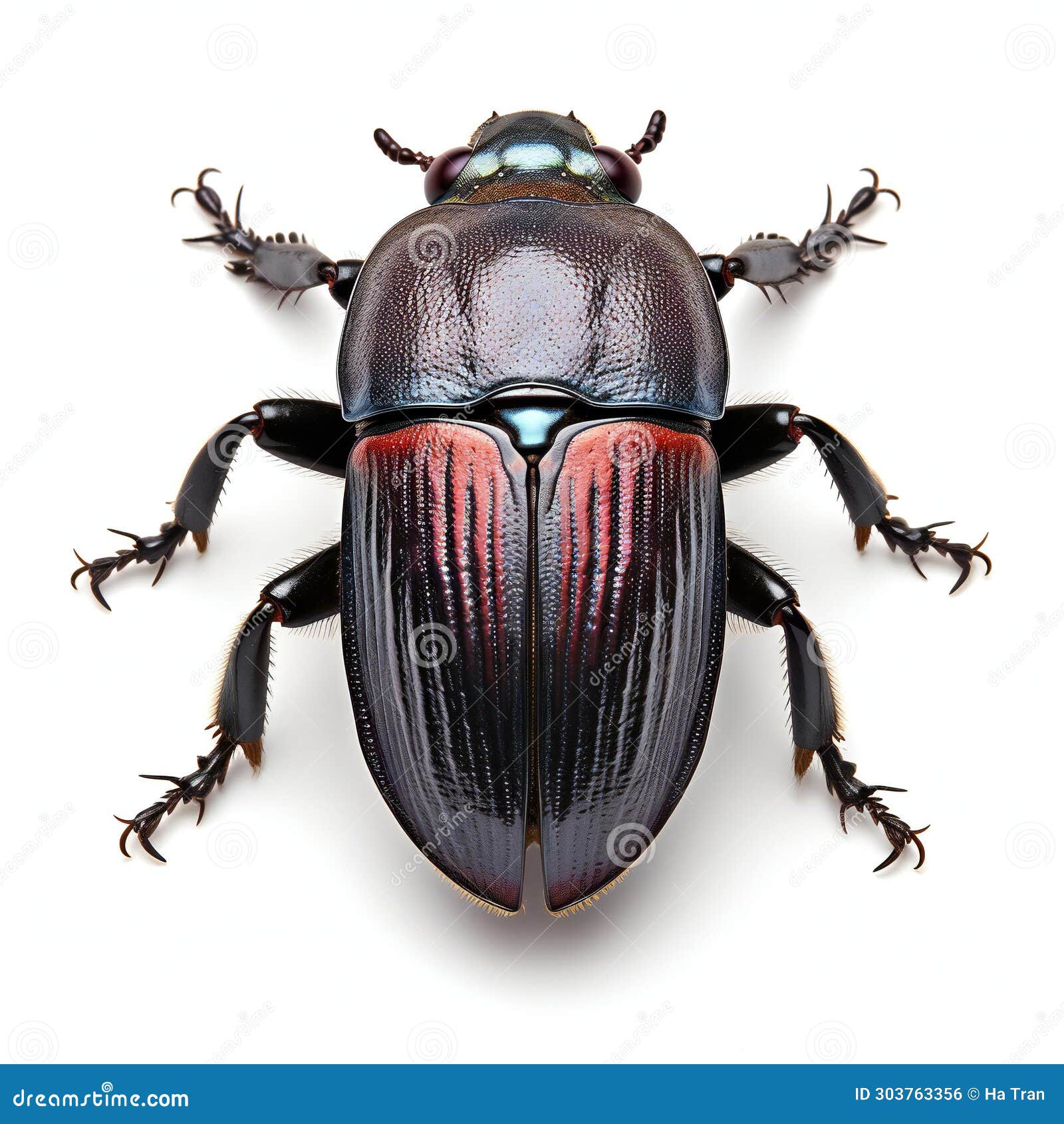 Black Beetle Deer Icon Isolated On White Background. Horned Beetle. Big ...