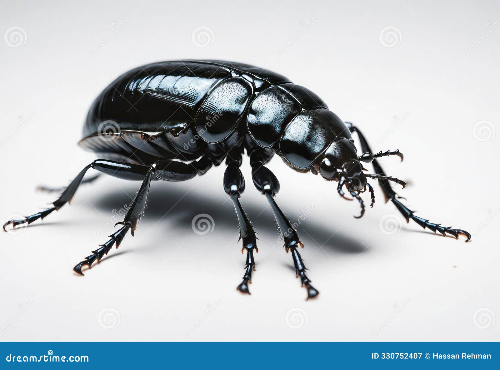 Black Beetle Isolated on a White Background. Macro Stock Illustration ...