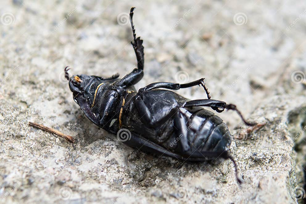 The Black Beetle Lies on Its Back. Dead Beetle Stock Image - Image of ...