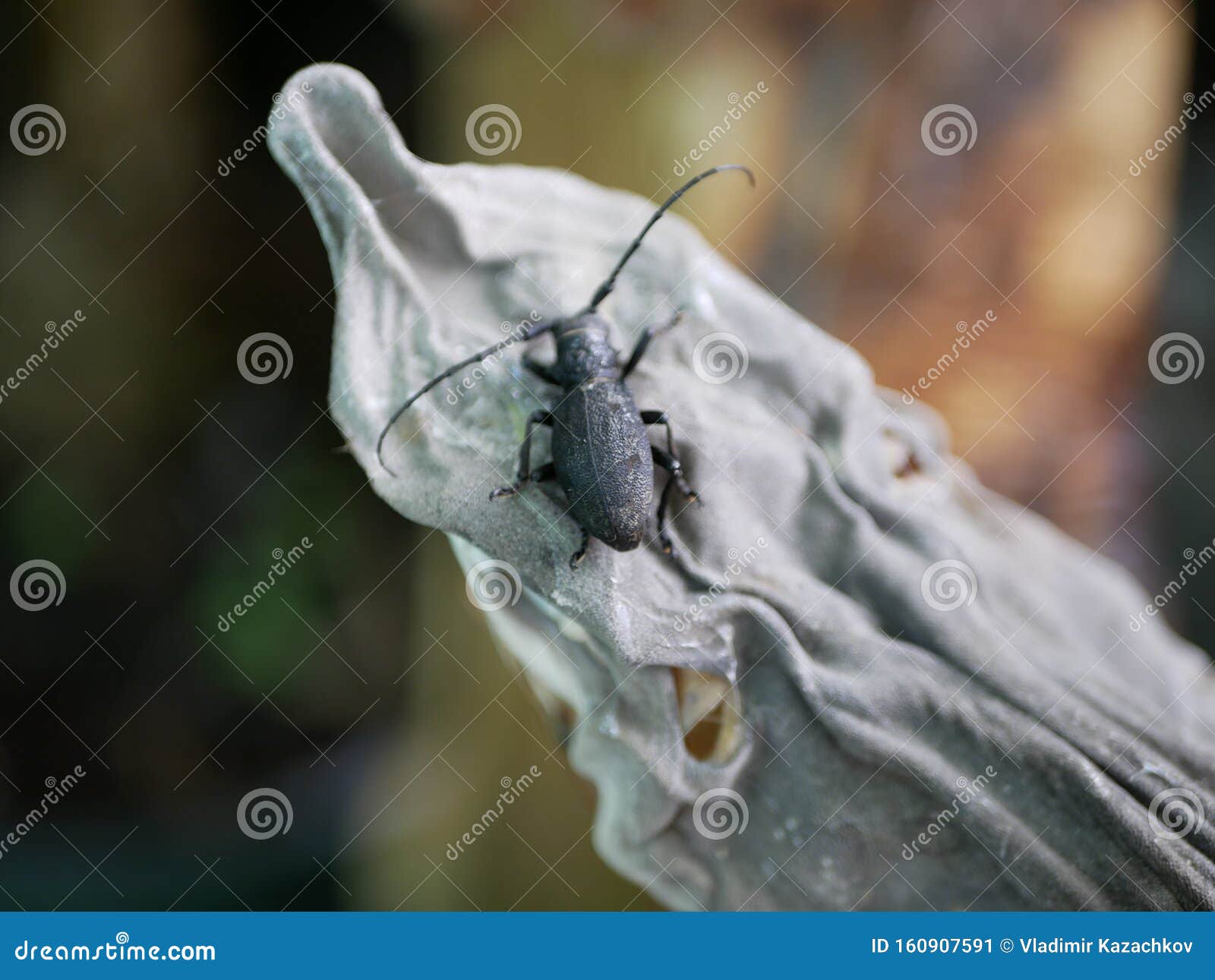 A Black Beetle with a Long Moustache Sits on a Snag. Stock Image ...