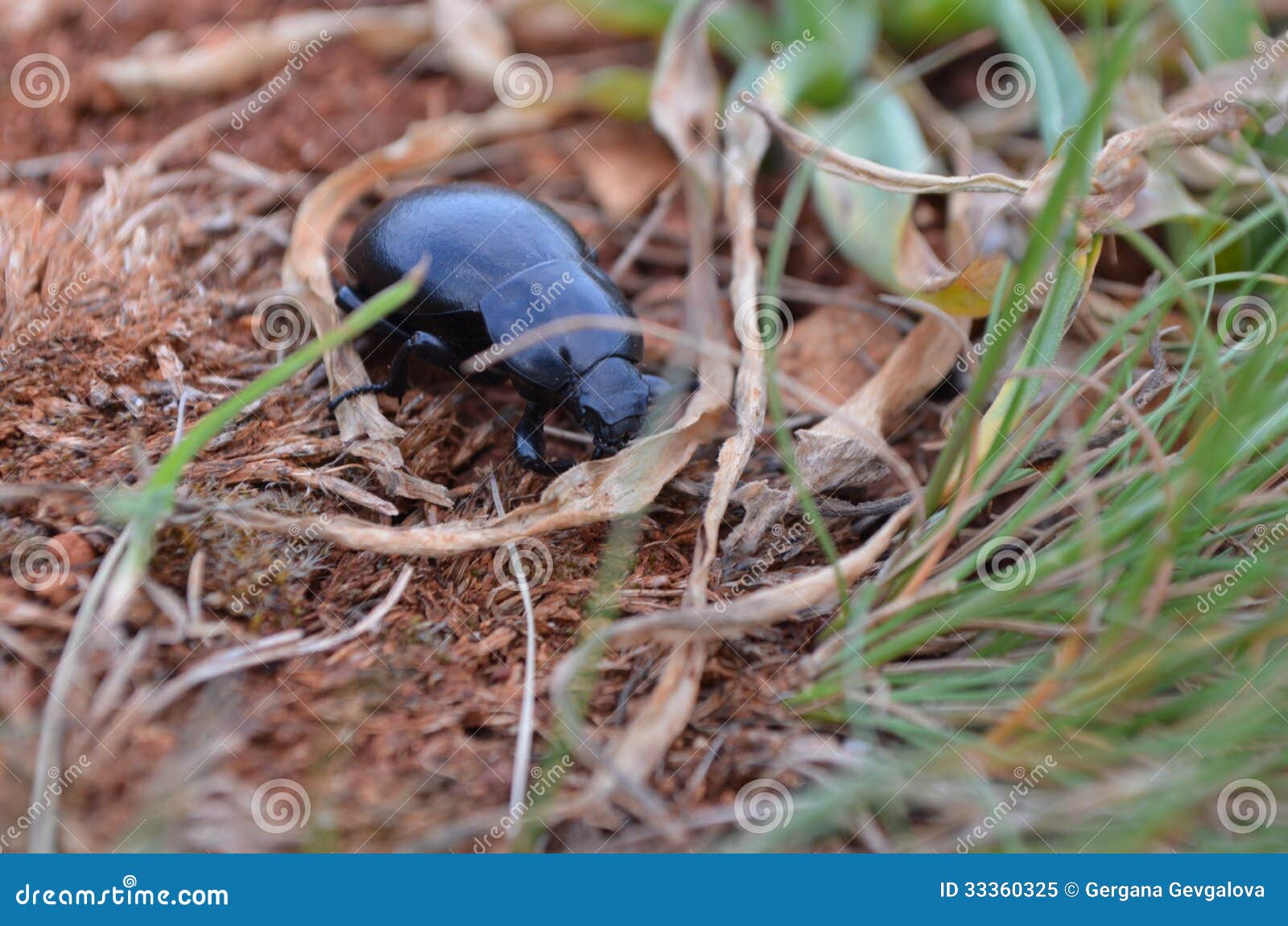 Black beetle stock image. Image of beetle, nature, animal - 33360325