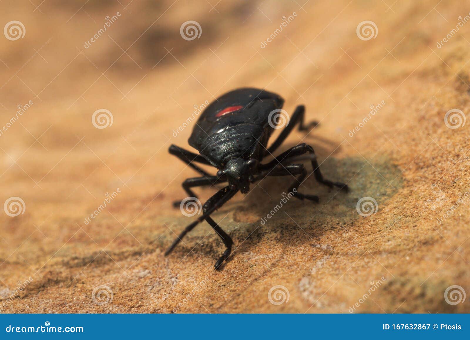 Pair Of Wings Royalty-Free Stock Photography | CartoonDealer.com #9360521