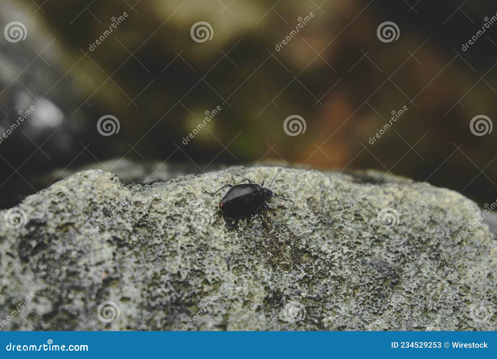Black Beetle on a Rock Surface Stock Image - Image of fauna, rock ...