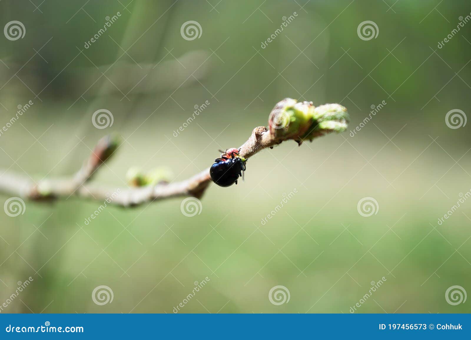 A Black Beetle on a Tree Branch. Stock Image - Image of light, insect ...