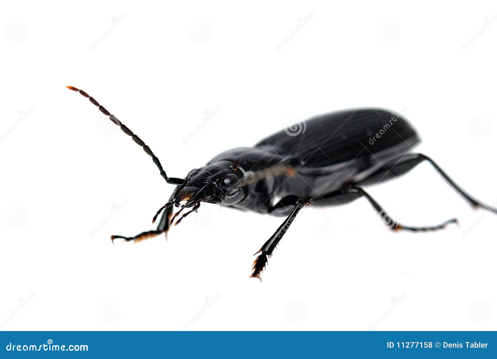 Black beetle very close up stock photo. Image of silhouette - 11277158