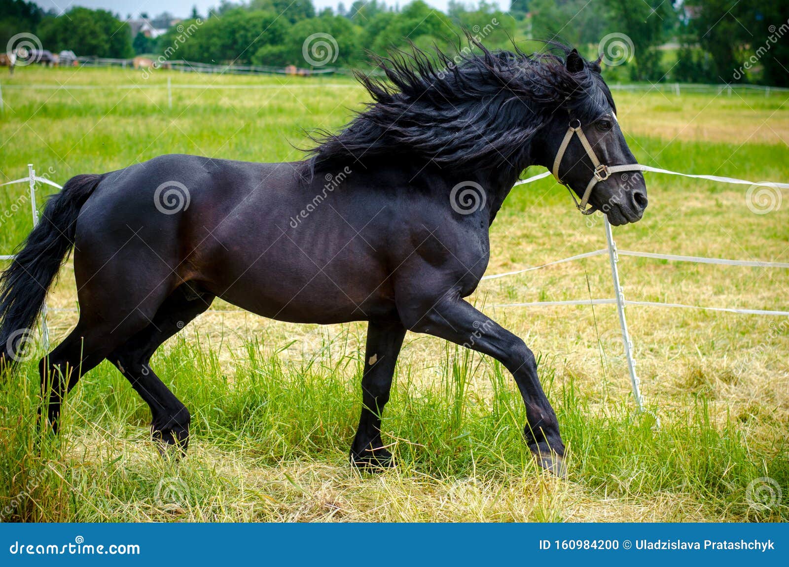 Black Belarusian Draft Stallion Horse Galloping in the Field Stock ...