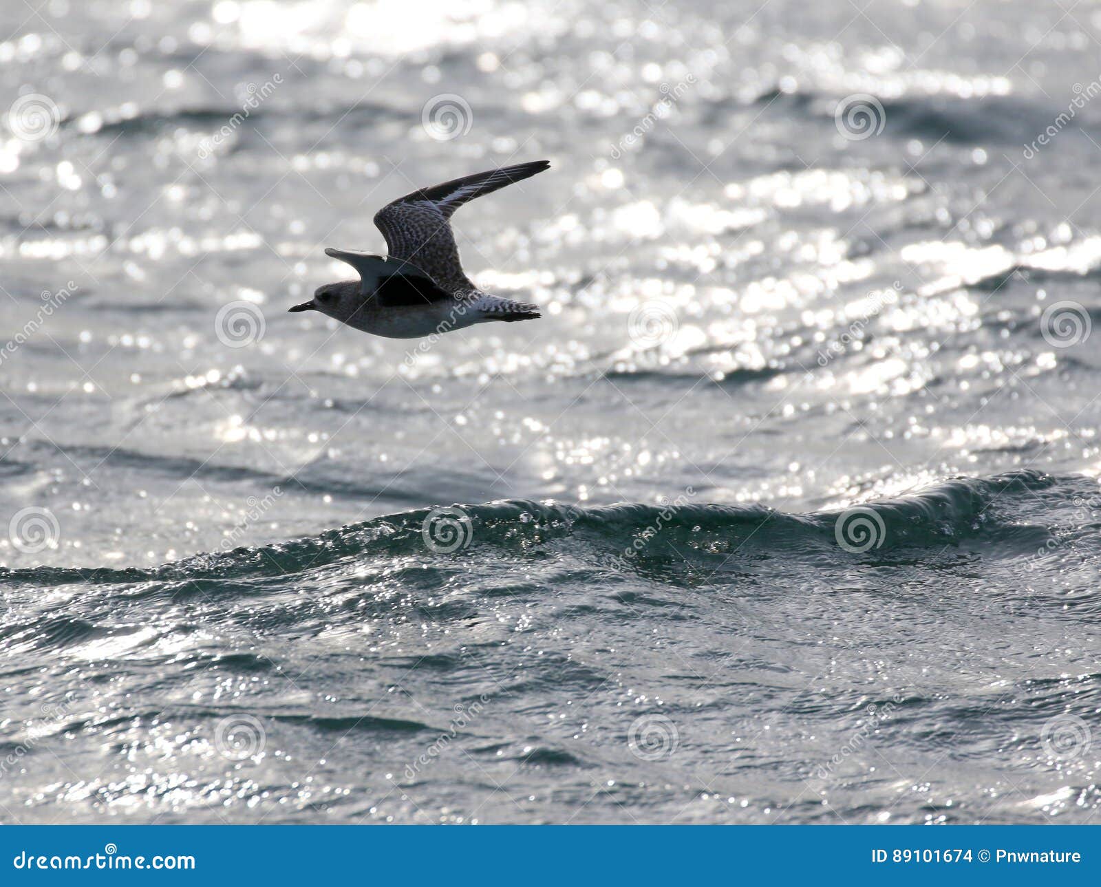 Black-bellied Plover Flying Stock Photo - Image of bird, wildlife: 89101674