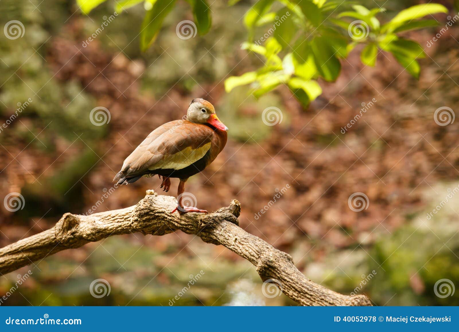 Black-bellied Whistling Tree Duck Stock Photo - Image of bird ...