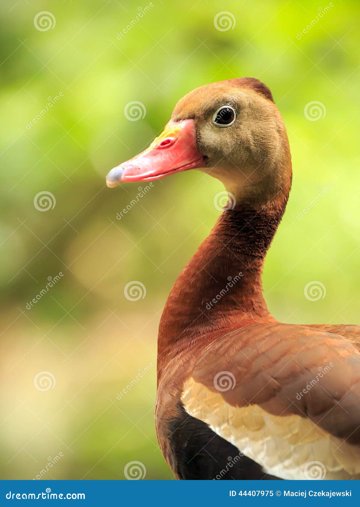 Black-bellied Whistling Tree Duck Stock Image - Image of environment ...