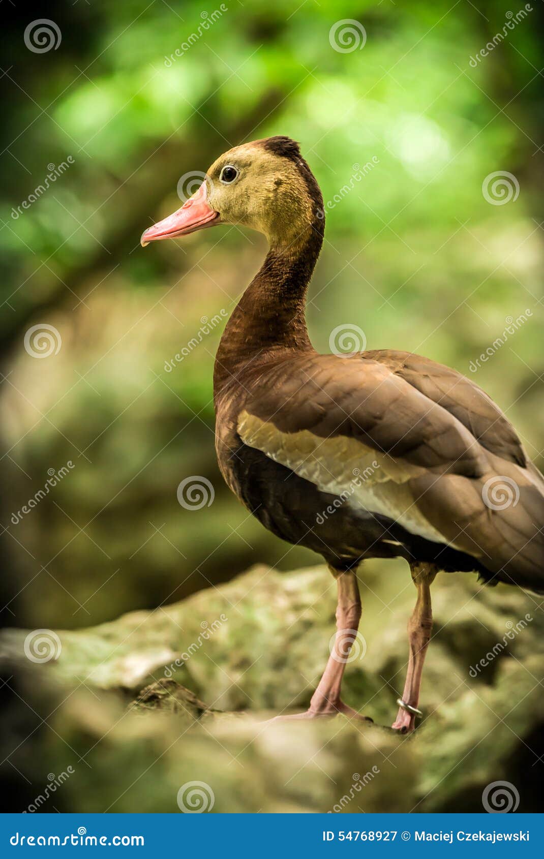 Black-bellied Whistling Tree Duck Stock Image - Image of feathering ...
