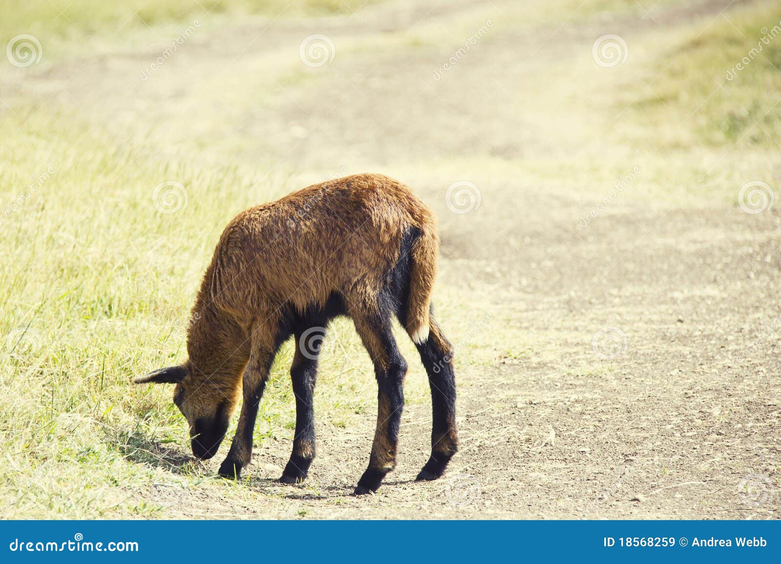 Black Belly Sheep Baby stock image. Image of belly, eating - 18568259