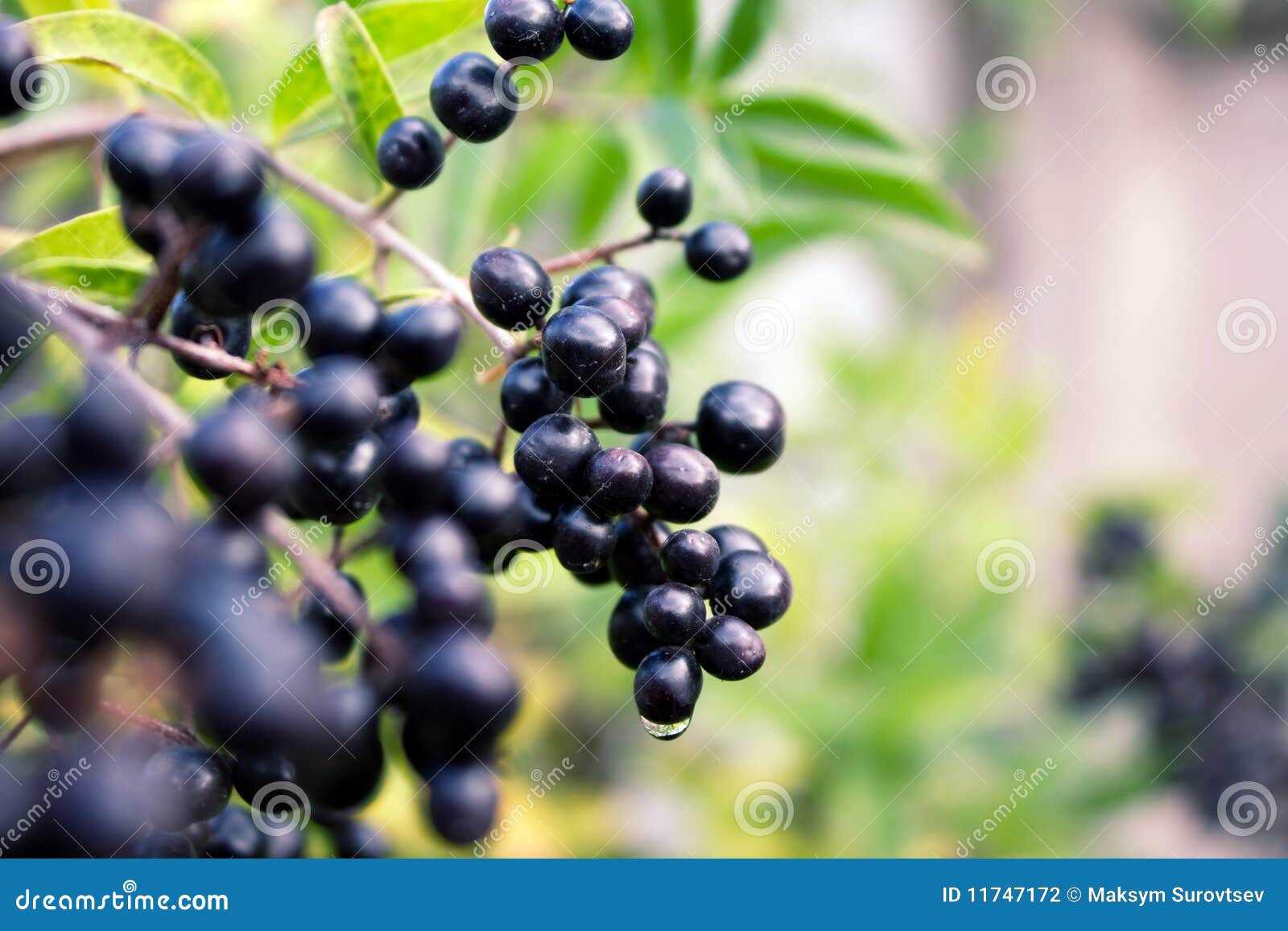 Black berries stock photo. Image of objects, decoration - 11747172