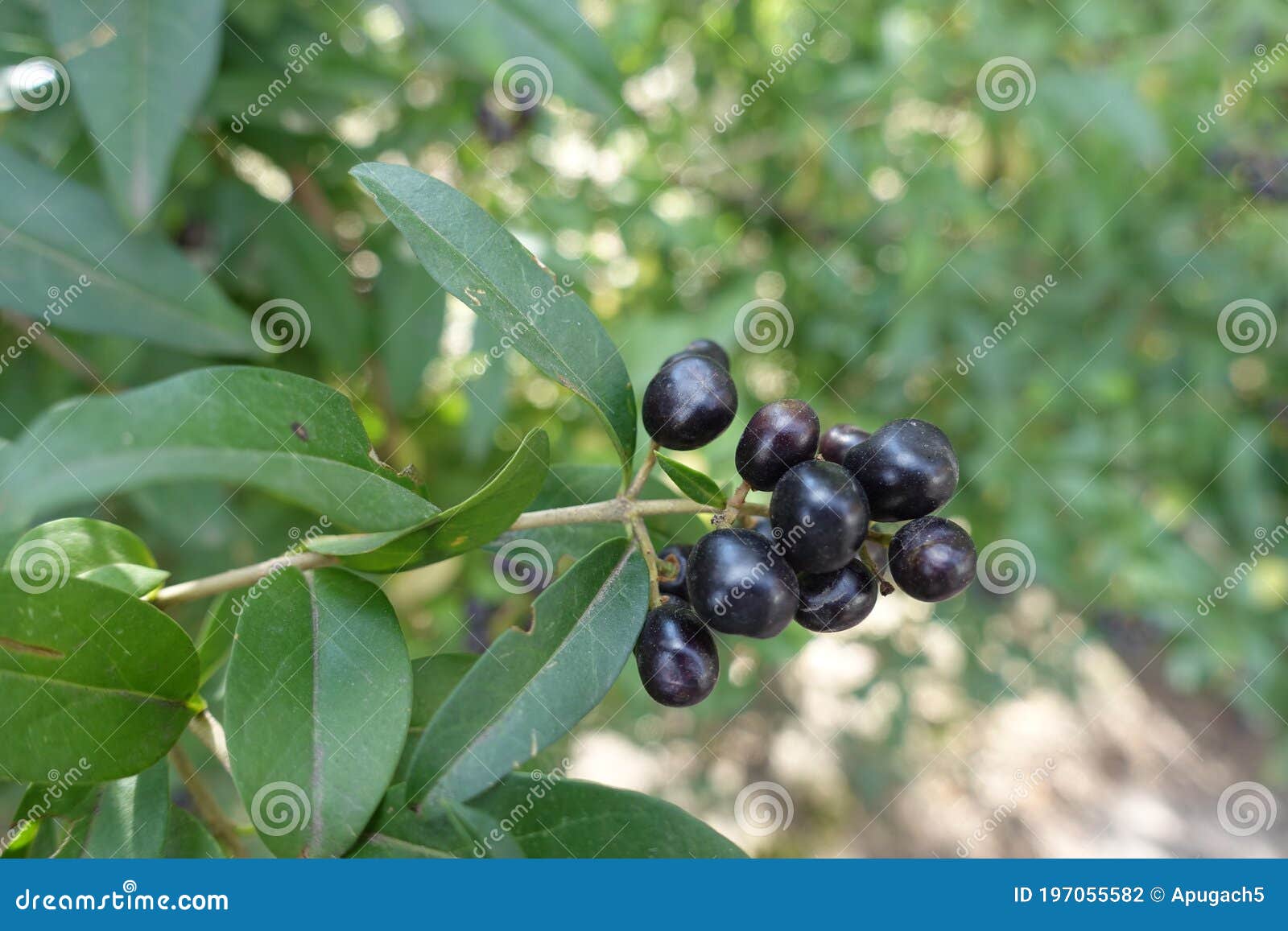 Black Berries of Common Privet Stock Photo - Image of plant, berries ... Black Berries of Common Privet Stock Photo - Image of plant, berries ...