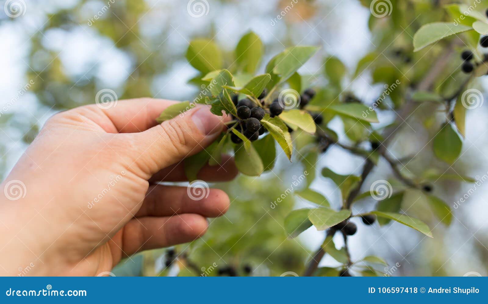 Black Berries in His Hand on a Tree Stock Photo - Image of season ...